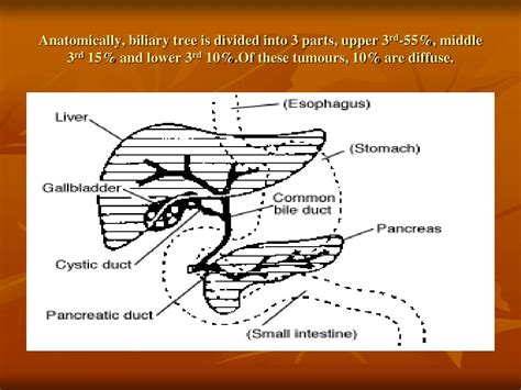 Ppt Cholangiocarcinoma Powerpoint Presentation Free Download Id 671972
