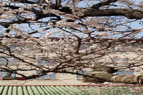 哈尔滨新闻广播：堪比武大樱花的哈工程杏花长廊，花都开好了 哈尔滨工程大学新闻