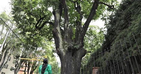 Se cayeron árboles en Bogotá en el último año así se pueden identificar riesgos Infobae