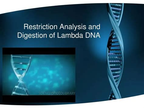 ppt restriction analysis and digestion of lambda dna powerpoint