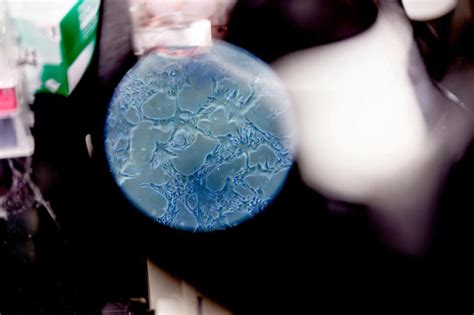 N Cadherin Triggers Neural Stem Cell Differentiation Discovery Shows Potential For Brain Aging