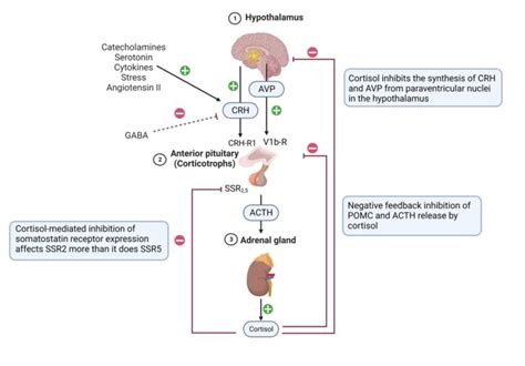 The Formation And Structure Of The Adrenal Cortex My Endo Consult