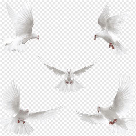 비둘기 새 비행 나는 새 나는 동물 깃털 날개 평화의 새들 Png Pngwing