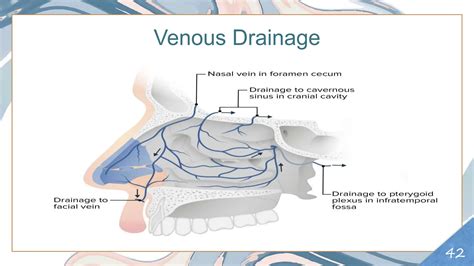 Maxillary Sinus Anatomy Histology Oralbio Pptx Ear Nose And Throat