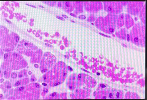 Solved Is This A Simple Squamous EpitheliumSimple Cubodial Chegg Com