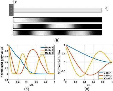 A Ml Responses Of The Beam B The Brightness Distribution Of The Download Scientific