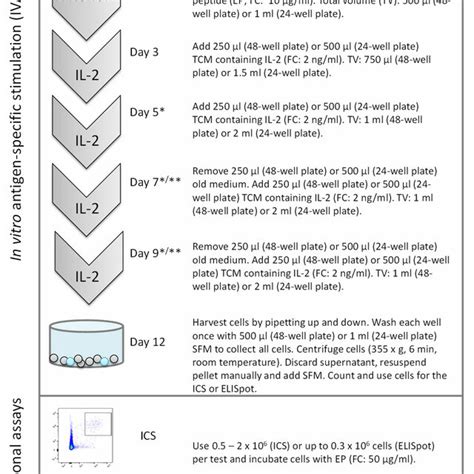 Protocol Scheme For The Simultaneous Detection Of Antigen Specific Cd8 Download Scientific