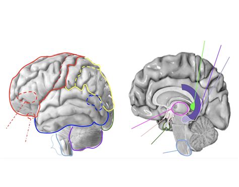 212 Mapping Brain Function Quiz