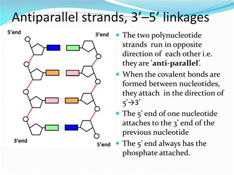 Ppt Dna Structure Powerpoint Presentation Free Download Id 2118226