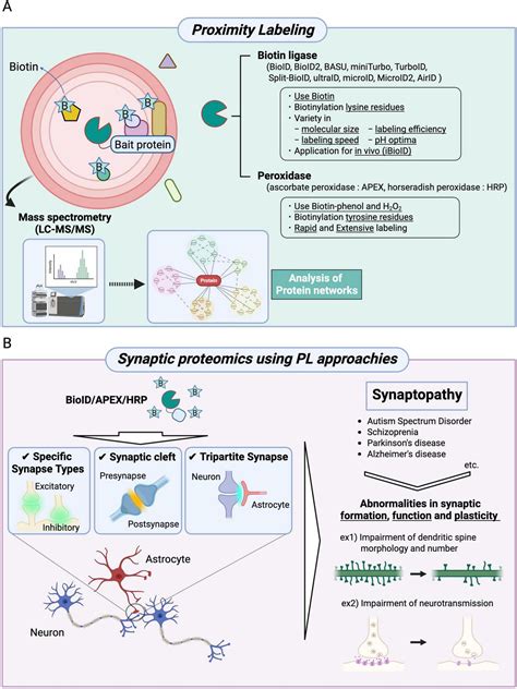 Frontiers Proximity Labeling Uncovers The Synaptic Proteome Under