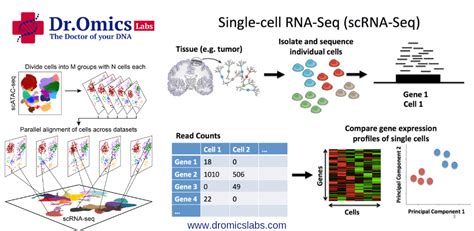 Introduction To Single Cell Rna Seq