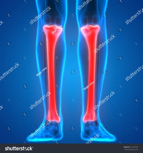 Human Skeleton Anatomy Posterior View Tibia Stock Illustration 617639726 Shutterstock