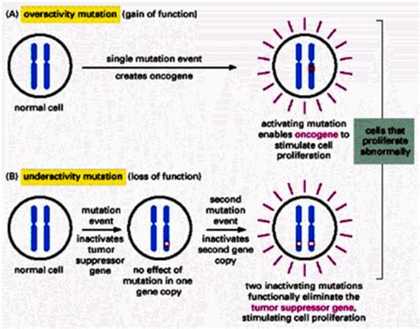 Cancer Bio Chap 4 Test 1 Flashcards Quizlet