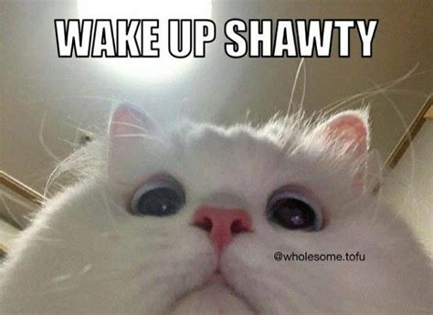 I Wake Up Cat Meme Template Anatomy Drawing Lessons
