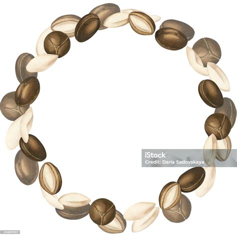 잘 익은 아르간 나무 견과류로 만든 원 모양의 구성 수채화 그림 흰색 배경에 클립아트입니다 아르간 오일 바디 및 헤어 케어 미용 식품 비타민 엽서용 템플릿 갈색에 대한 스톡