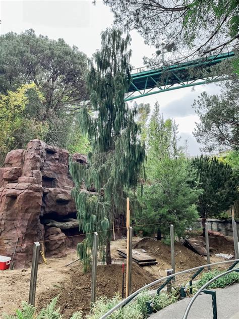 Our Projects Big Trees Nursery