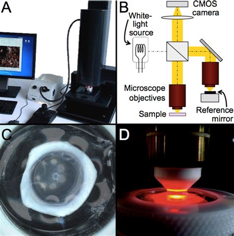 Full Field Optical Coherence Microscopy For Histology Like Analysis Of