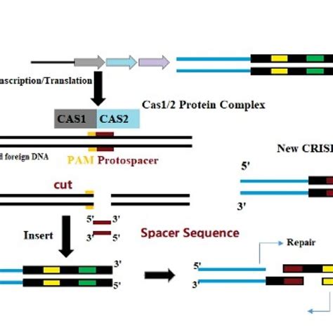 The Crispr Cas9 System Used To Obtain Foreign Dna Download Scientific Diagram