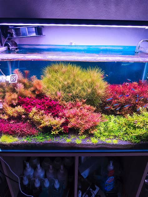 Aquatic Idea Thai ตู้ไม้น้ำเมืองไทย Dutch Facebook