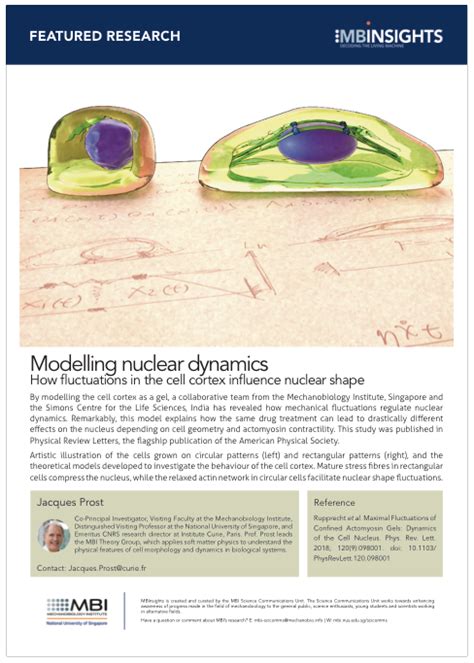 Modeling Nuclear Dynamics Mechanobiology Institute National University Of Singapore