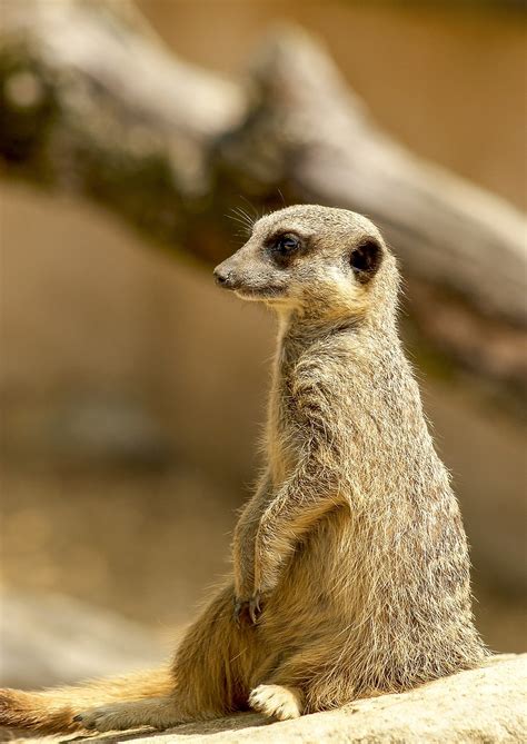 Animal Suricata Mamífero Foto Gratis En Pixabay Pixabay