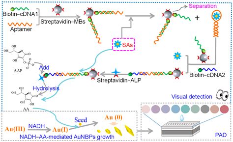 A Paper Based Multicolor Colorimetric Aptasensor For The Visual