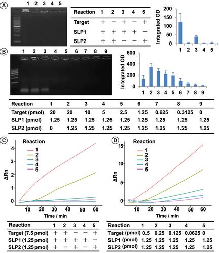 Full Article Detection Of Nucleic Acids With A Novel Stem Loop Primer Rolling Circle