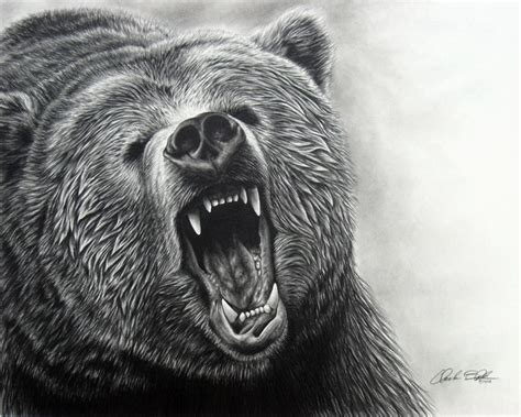 10 Bear Drawings Showcase