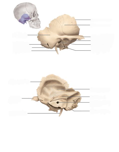 Temporal Bone Diagram Quizlet