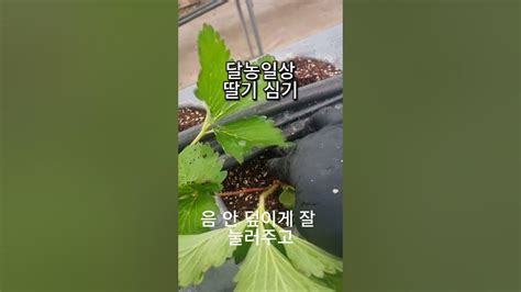 딸기심기 딸기 딸기키우기 딸기농사 딸기농장 Youtube