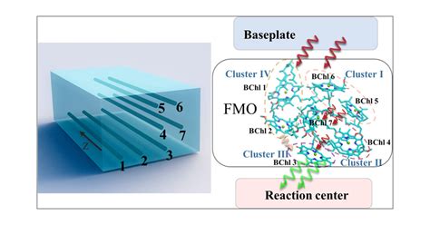 ultrafast coherent energy transport of fenna matthews olson complex in
