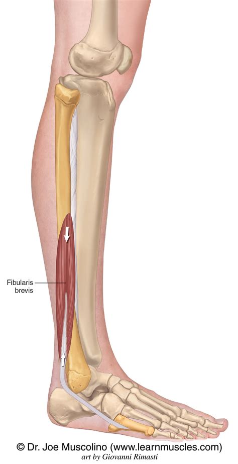 Fibularis Brevis Learn Muscles