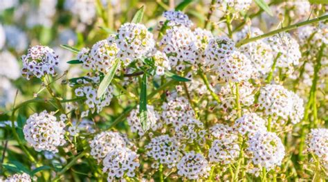 How To Plant Grow And Care For Tiny Tim Sweet Alyssum