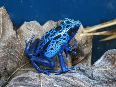 Blue Azureus Dart Frog Dendrobates Tinctoruis Azureus Care Sheet Help Guides Blue Azureus Dart Frog Dendrobates Tinctoruis Azureus Care Sheet Help Guides