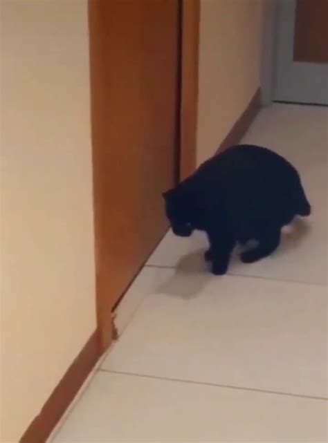 Best Hunter Tumbex