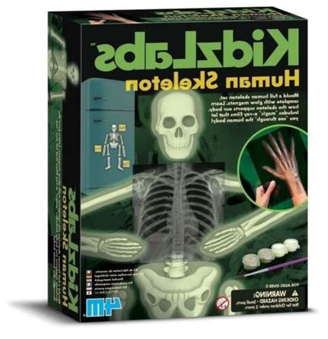 4m Glow Human Skeleton Science Kit Disc — Cm School Supply