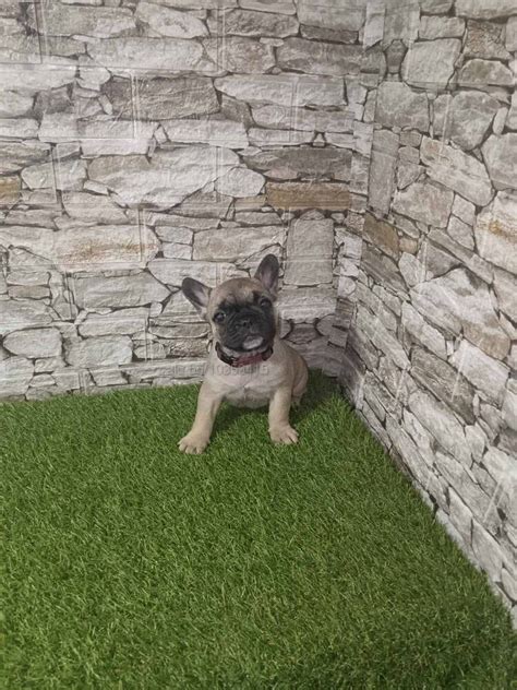 Френски булдог Красиви кученца Булдог 2 месеца Мъжко Женско Чистокръвно Кучета прода