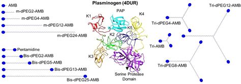 Multivalent Benzamidine Molecules For Plasmin Inhibition Effect Of