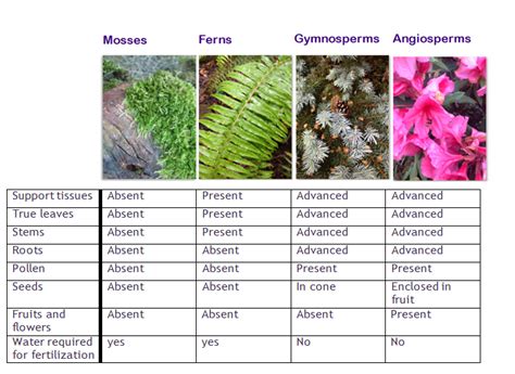 Jessica S Wonderful World Of Plants Comparison Between Mosses Ferns Gymnosperms And Angiosperms