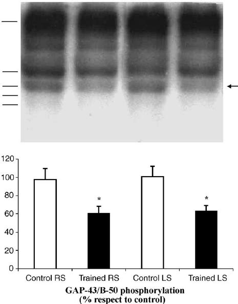 Phosphorylation Of The Endogenous Gap 43b 50 30 Min After Symmetrical