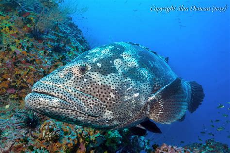 Malabar Grouper Epinephelus Malabaricus At Sail Rock Koh Phangan