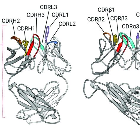 The Unique Tcr And Antibody Sequences In The α3l3 10 A Class A