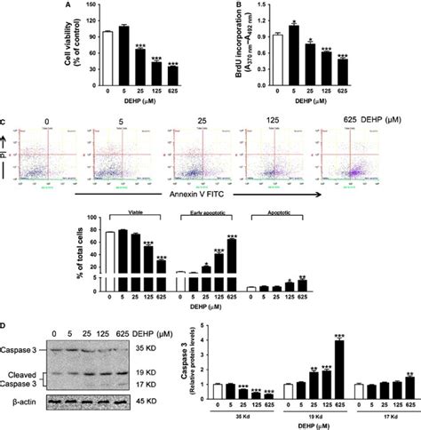 Dehp Decreases Cell Viability And Promotes Apoptosis In Ins 1 Cells Download Scientific