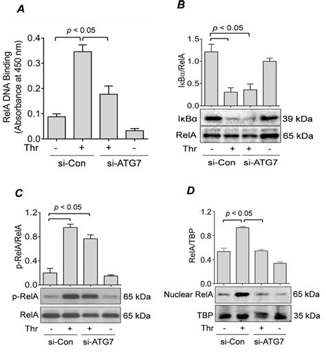 Atg7 Knockdown Prevents Rela P65 Nuclear Translocation And Dna Binding