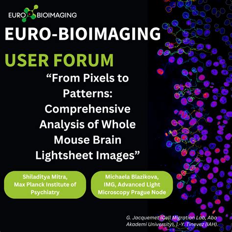 From Pixels To Patterns Comprehensive Analysis Of Whole Mouse Brain Lightsheet Images Euro