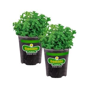 Bonnie Plants 193 Oz Bee Balm Plant 2 Pack 205718 The Home Depot