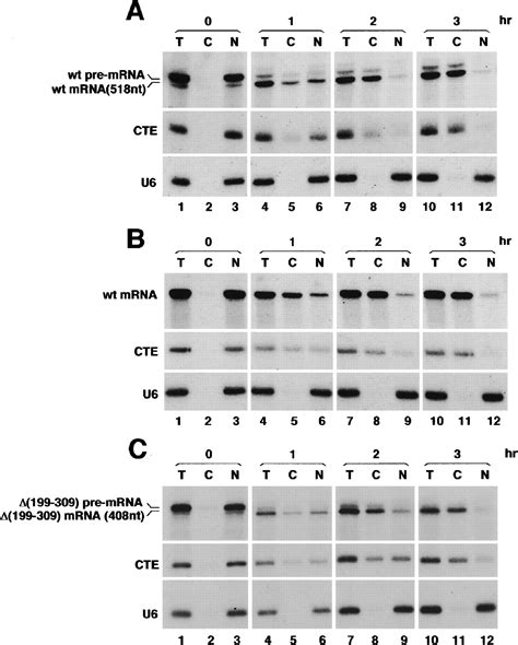 Nuclear Export Of Metazoan Replication Dependent Histone Mrnas Is