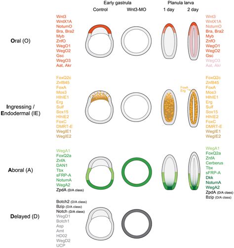 Summary Of Expression Profiles Observed For The Analyzed Download Scientific Diagram