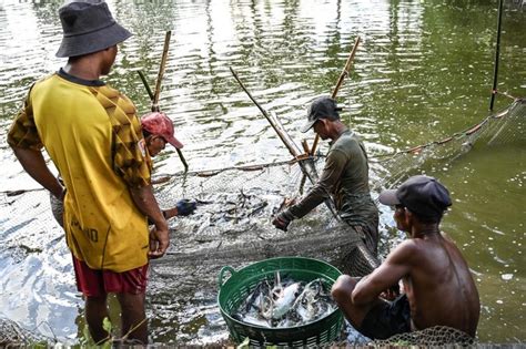 ខ្សែសង្វាក់តម្លៃផលិតកម្មត្រីអណ្តែងនៅកម្ពុជាកំពុងមានការកើនឡើង សុីសុីថាមស៍