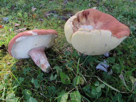 Boletus Separans Lilac Bolete” The Bolete Filter